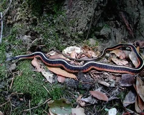 California Red Sided Garter Snake Facts Diet Habitat And Pictures On