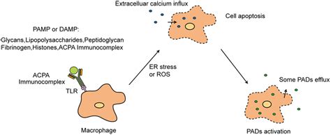 Pamp Or Damp In Pads Activation Tlr Toll Like Receptors Pamp