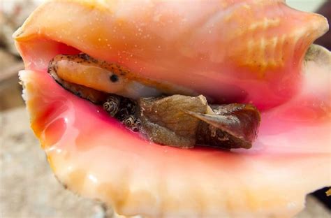 Scungilli Salad For All Occasions Seafood Peddler