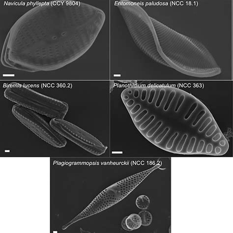 Pdf Microphytobenthos Primary Production Estimated By Hyperspectral