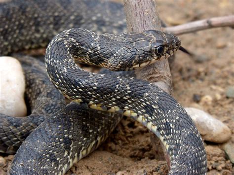 Snake Threat Bifid League Free Photo On Pixabay Pixabay