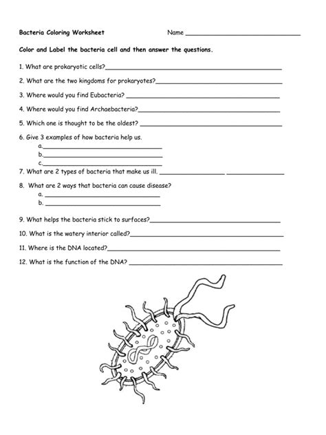 Viruses Structure And Function Worksheet Answers