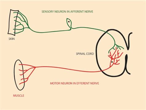 Peripheral Nervous System Flow Chart