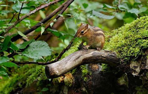 10 Chipmunk Facts That May Surprise You