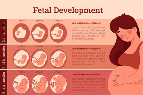 Pregnancy Infographics Vectors And Illustrations For Free Download Freepik