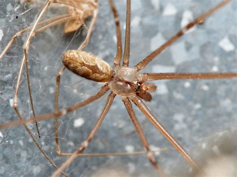25 Amazing Spiders In Arizona Id Guide Pictures And Facts