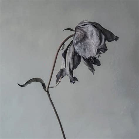 Free Faded Flower Beauty Image Flower Withered Aged Download At