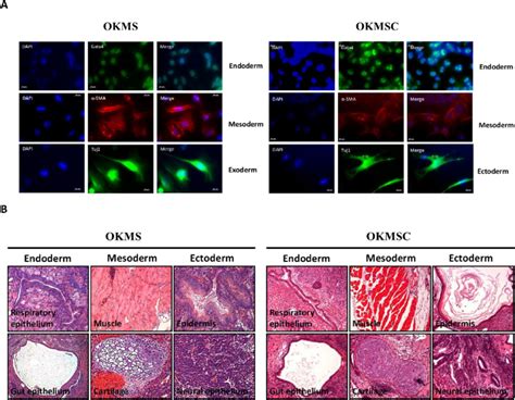 Pluripotency Assessment Of Ips Okms And Ips Okmsc Cells A Ips Okms