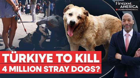 Turkey Approves Culling Of Stray Dogs Sparks Mass Protests