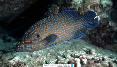 Cephalopholis Formosa Bluelined Hind