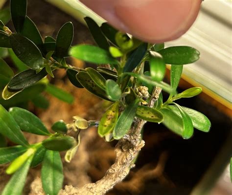 Is This Box Blight Rbonsaicommunity