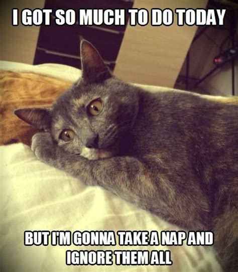Funny Cat Nap Quotes At Gerald Herman Blog
