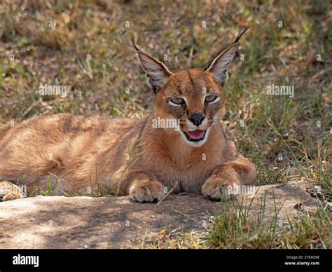 Adult Caracal Caracal Caracal With Characteristic Ear Tufts Resting