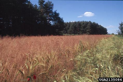Silky Windgrass Apera Spica Venti L Beauv