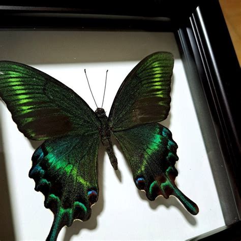 Green Summer Form Butterflypapilio Maackii Butterflybutterfly