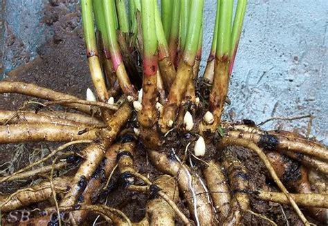 Peony Division Fall 2004