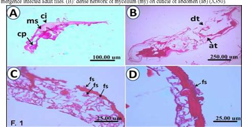 Figure 12 From Histopathological And Scanning Electron Microscope