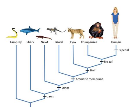 Solved According To The Phylogeny Below Which Of These P Chegg