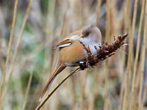 Martins Sussex Birding Blog Bearded Tits