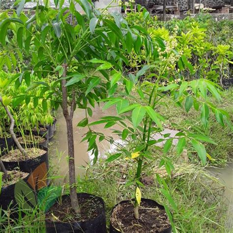 Jual Bibit Kedondong Lokal Asal Stek Agro Bibit Id