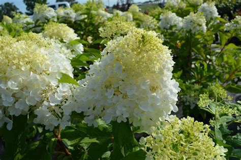 Hydrangea Paniculata Ruby Snow™
