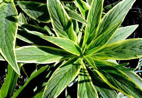 Danger Garden Echium Candicans Star Of Madeira Its My Favorite