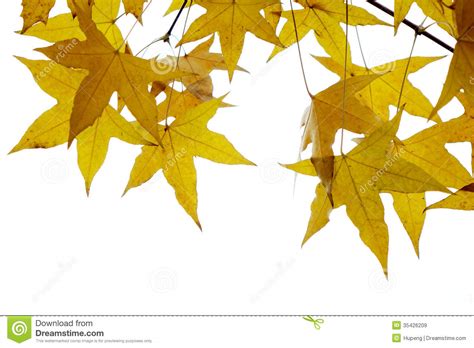 Parasol Tree Leaves Stock Image 35426209