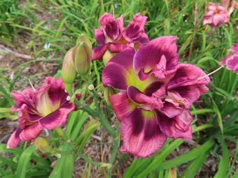 Petal Pusher Daylilies Fluffernutter
