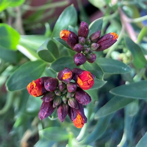 Alhelí Amarillo Goliath Brown Erysimum Cheiri Semillas