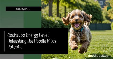 Cockapoo Energy Level Unleashing The Poodle Mixs Potential