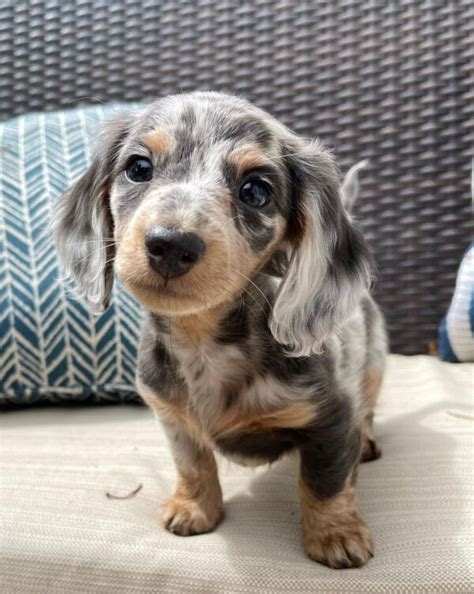 Dapple Mini Dachshund Puppies All Dachshund