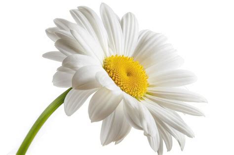 Isolated White Daisy In Side View With Clipping Path Premium Ai Generated Image