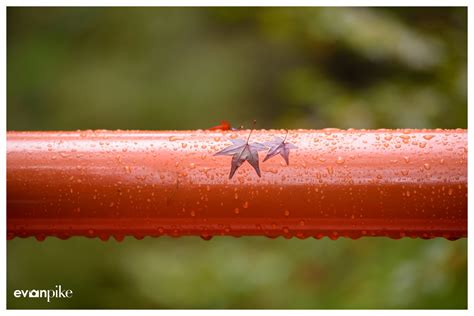 2015 Fall Photo Tour Of Japan Fushimi Inari Kyoto Japan Photo Guide