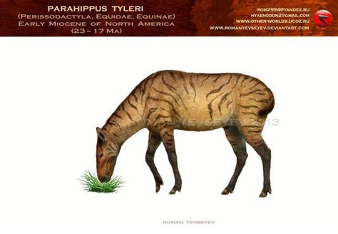 Эволюция лошади Equidae Evolution 1 Сентября 2013 Иные миры