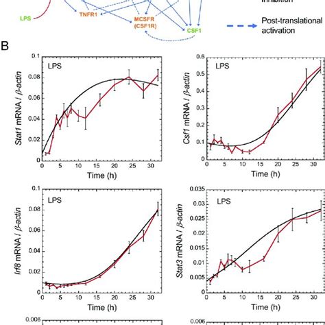 Structure And Temporal Dynamics Of The Gene Regulatory Network A