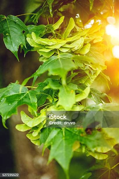 Pod Biji Pohon Maple Foto Stok Unduh Gambar Sekarang Alam Awal Konsep Biji Istock