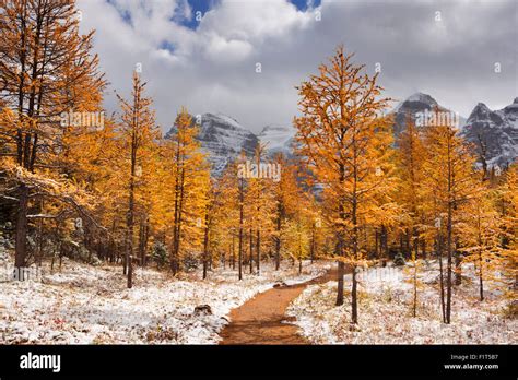 Beautiful Bright Larch Trees In Fall With The First Snow Dusting On