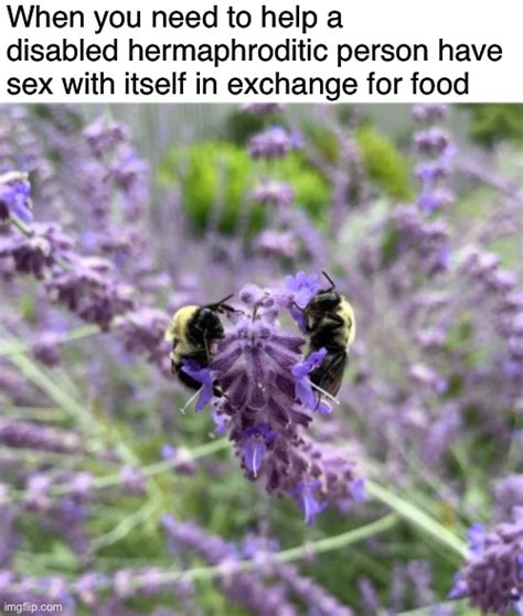 This Is What Bees Do All The Time Until We Meet Again Imgflip