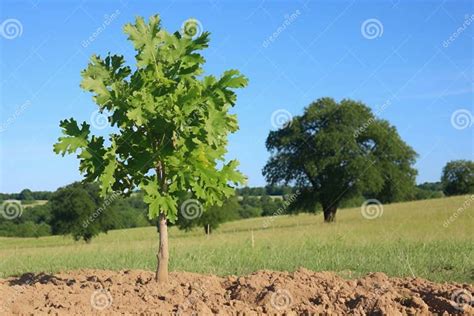 A Sapling On One Side And A Fully Grown Oak Tree On The Other Stock