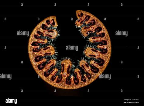 Light Micrograph Of A Cross Section Of A Blade Of Marram Grass Ammophila Arenaria Formerly