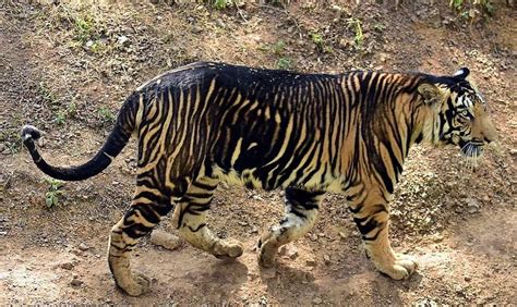 Wishlist Wednesday More Colour Mutations Rplanetzoo