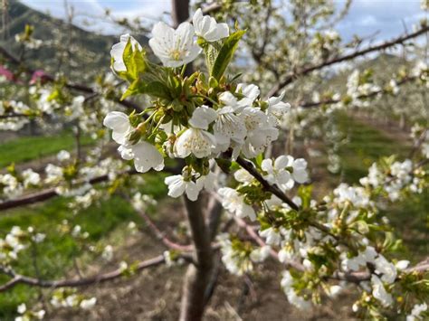 Cmi Orchards On Linkedin Skylarrae Cherries Washington