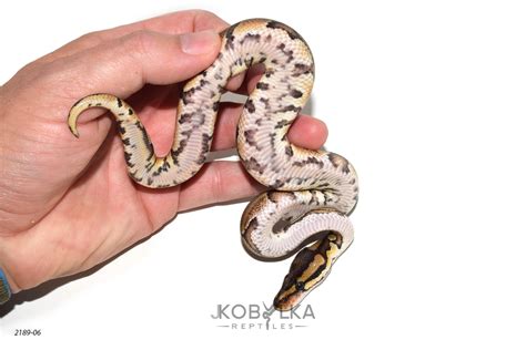 Red Stripe Ball Python Traits Morphpedia Red Stripe Ball Python Traits Morphpedia