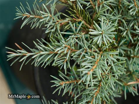 Buy Tsuga Mertensiana Bumps Blue Dwarf Hemlock — Mr Maple │ Buy