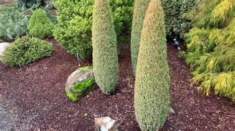 15 Different Types Of Small Pine Trees