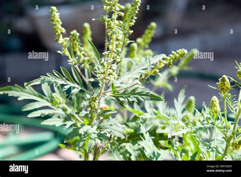 Close Up Photo Of Ragweed Flowers The Ragweed Pollen Is Notorious For