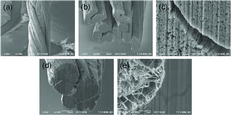 A Scanning Electron Microscope Image B Cross Section Image And Download Scientific