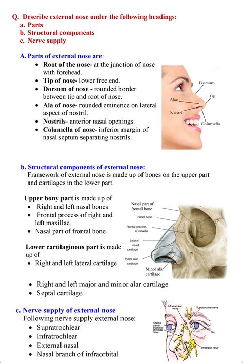 Nasal Septum