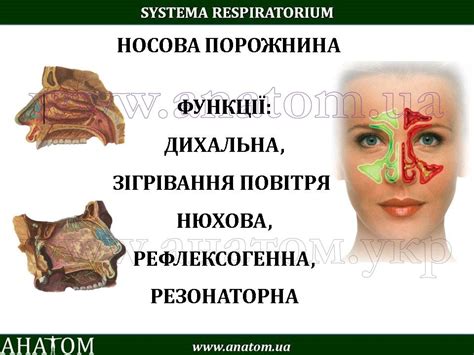 8 Systema Respiratorium АНАТОМ Anatomua