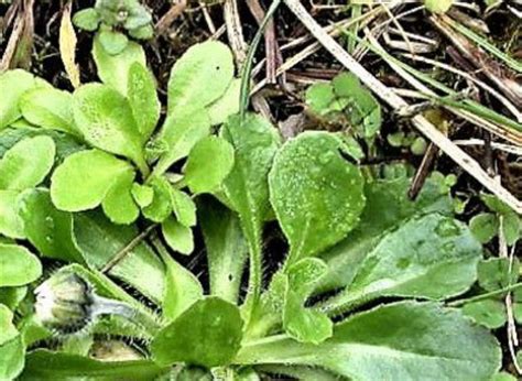 Daisy Rosettes Indicate A Survival Advantage Irish Independent